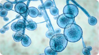 Understanding Candida Auris: What You Need to Know