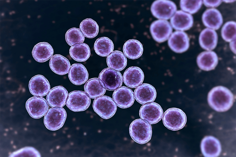 Understanding Staphylococcus aureus: What You Need To Know
